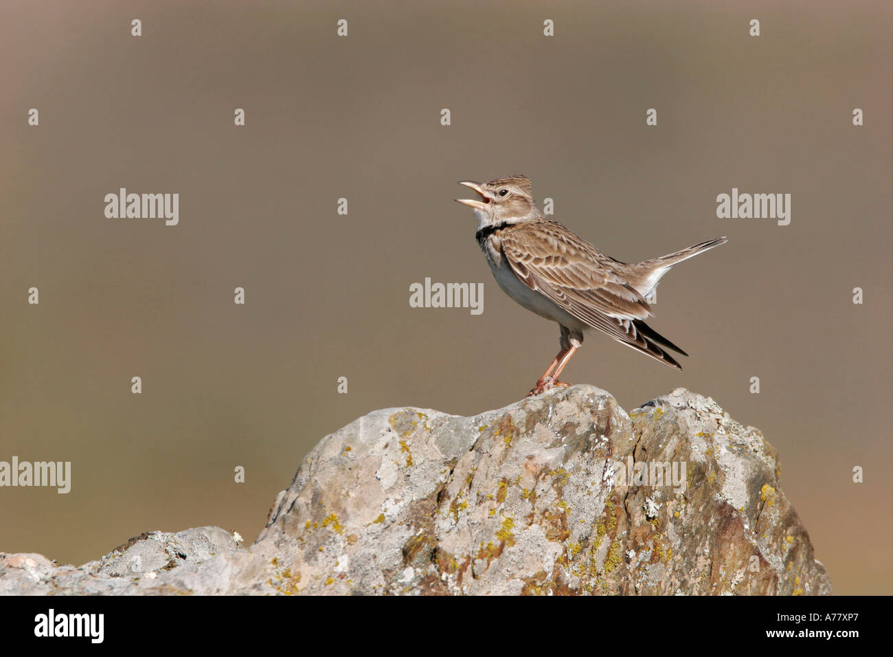Calandra lark melanocorypha calandra singing hi-res stock photography ...