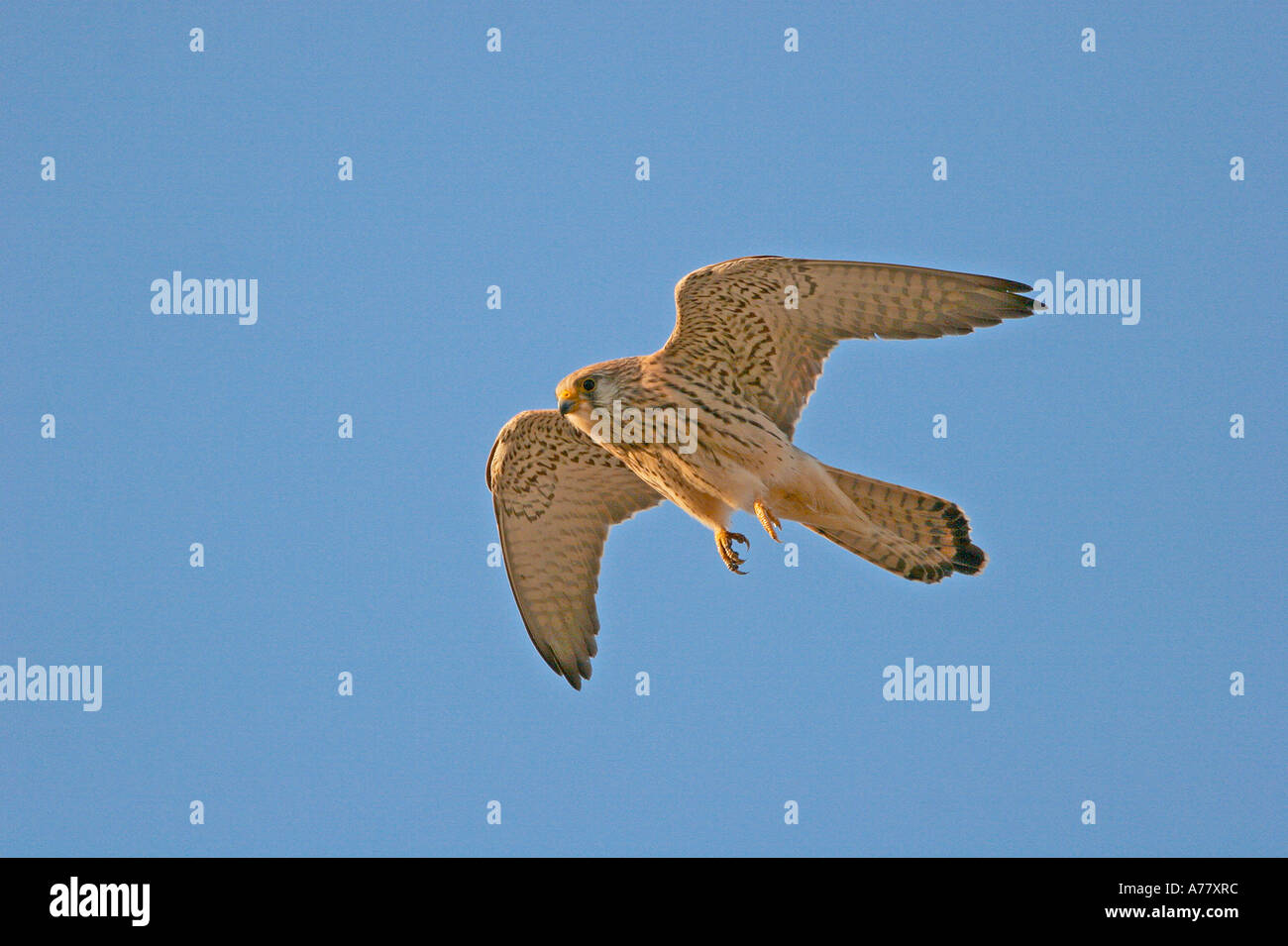 Kestrel from below hi-res stock photography and images - Alamy