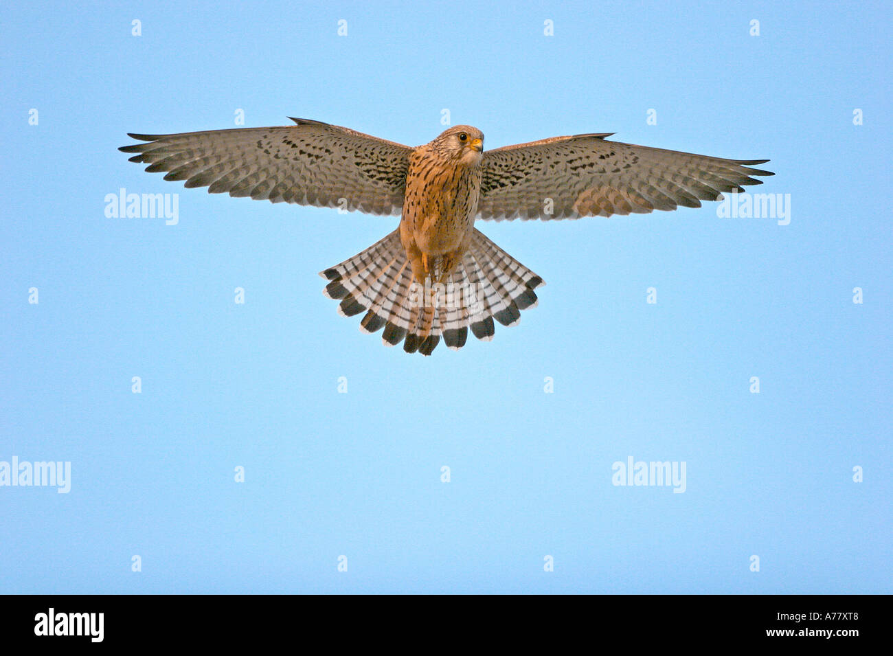 Kestrel from below hi-res stock photography and images - Alamy