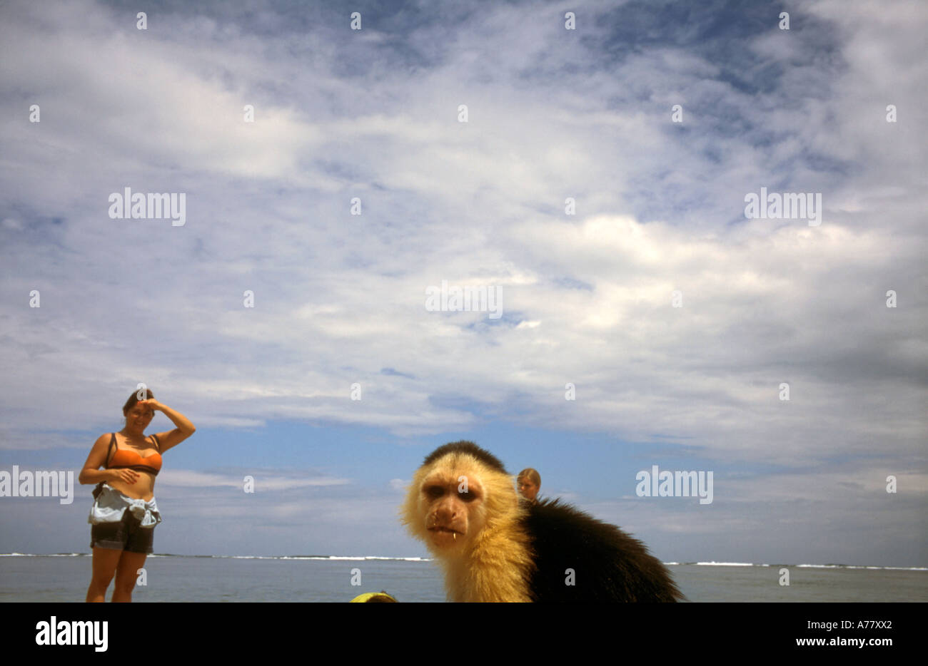 Costa rica monkey on beach hi-res stock photography and images - Alamy