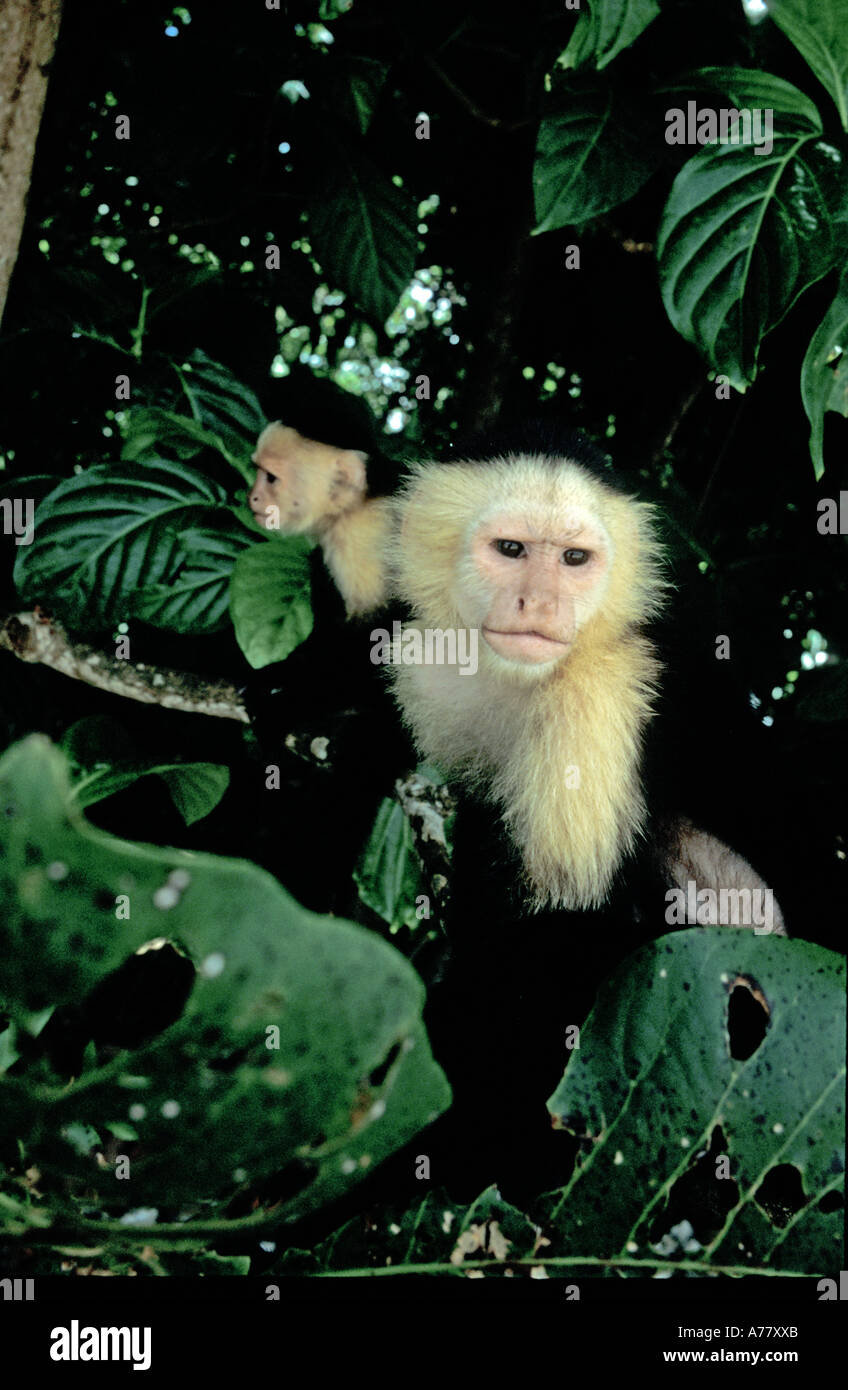 Capucin monkey Cahuita beach, Costa Rica Stock Photo - Alamy