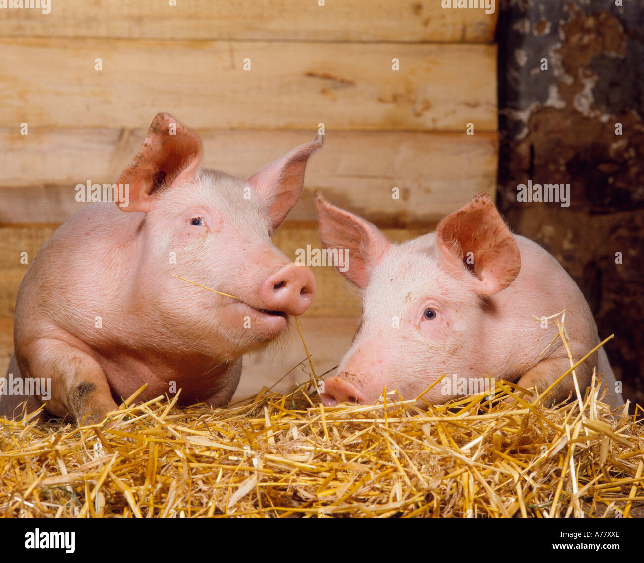 Pig pair hi-res stock photography and images - Alamy