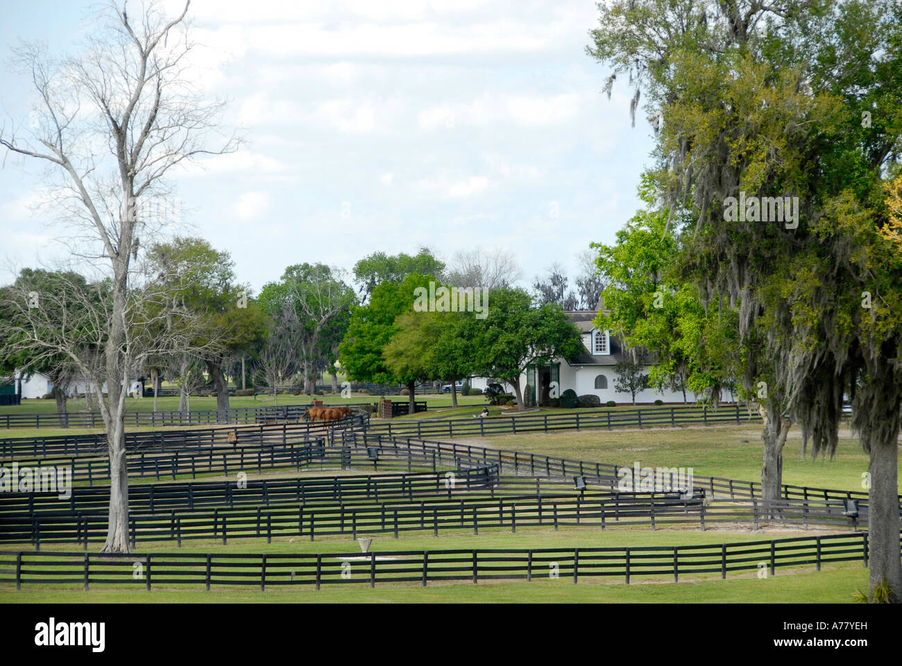 Horse farm in ocala fl hi-res stock photography and images - Alamy