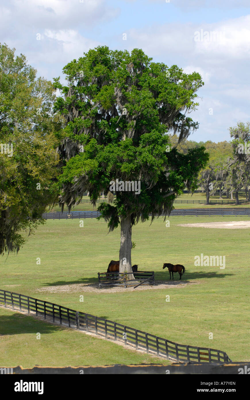 Horse farms in Ocala Florida FL Stock Photo - Alamy