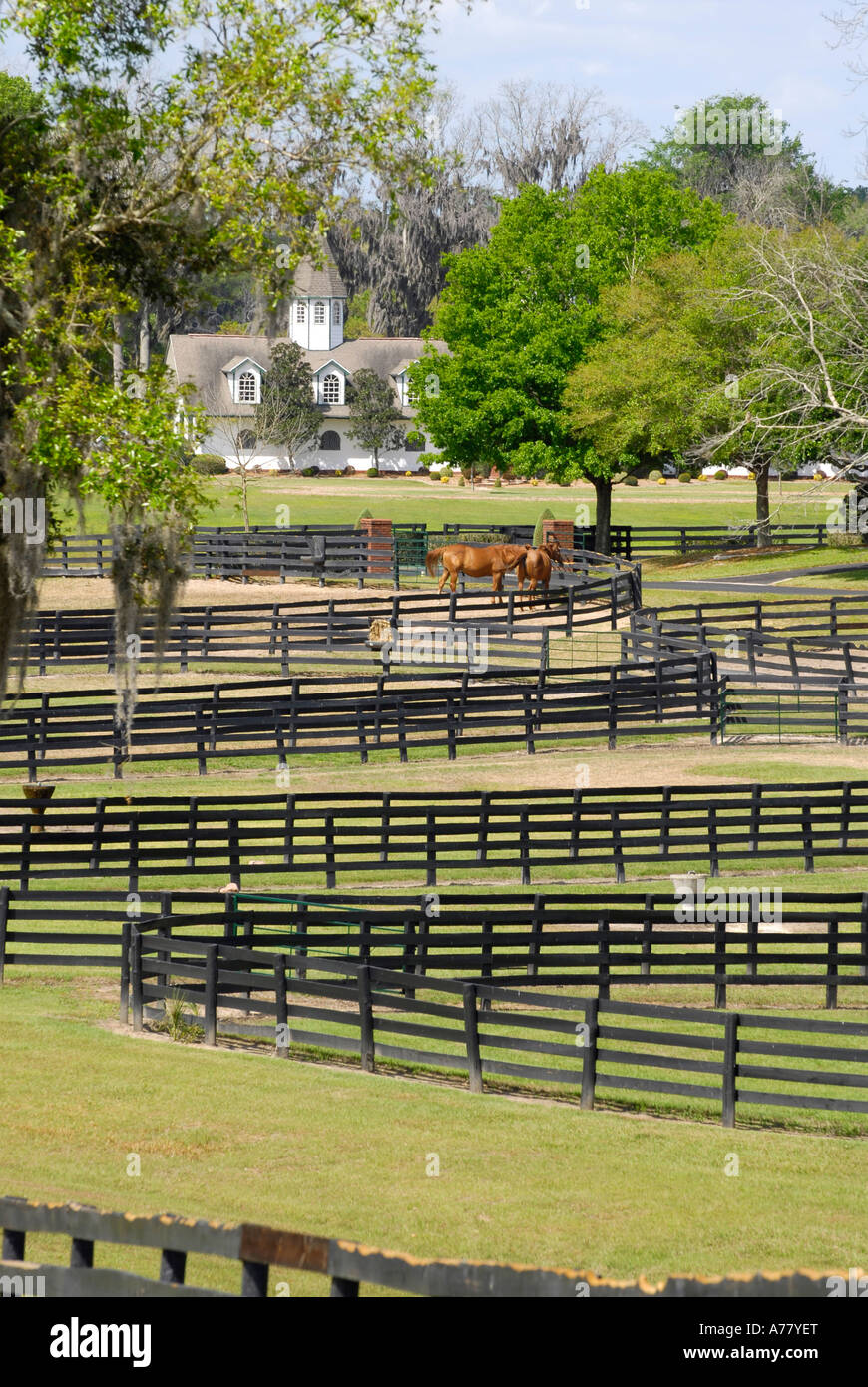 Horse farm in ocala fl hi-res stock photography and images - Alamy