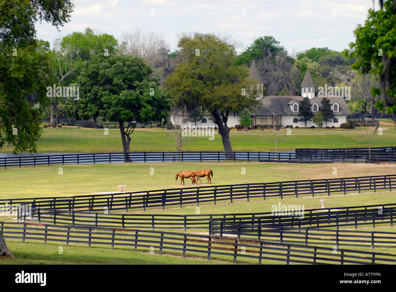 Ocala florida horse farm hi-res stock photography and images - Alamy