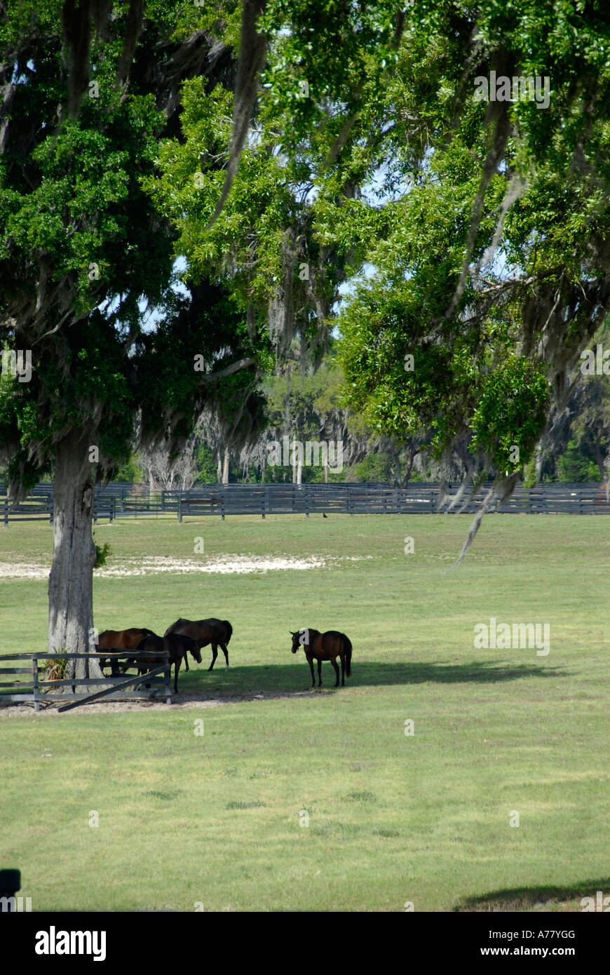 Florida farms hi-res stock photography and images - Alamy