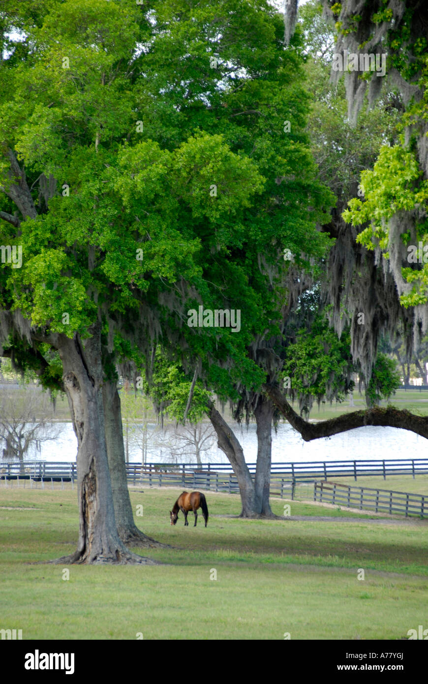 Horse farm in ocala fl hi-res stock photography and images - Alamy