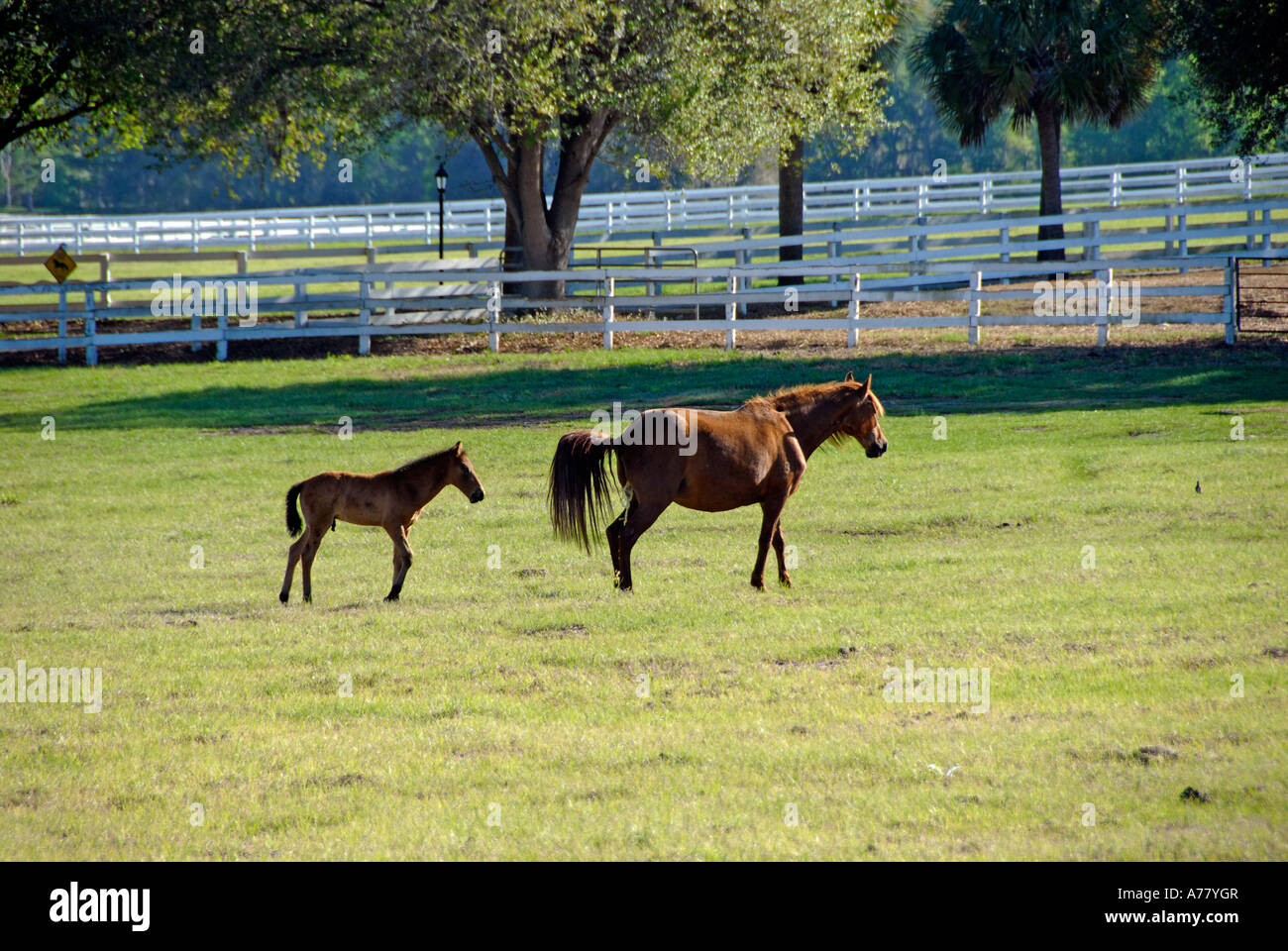 Horse farm in ocala fl hi-res stock photography and images - Alamy