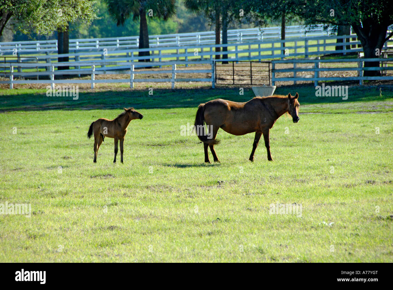 Horse farm in ocala fl hi-res stock photography and images - Alamy