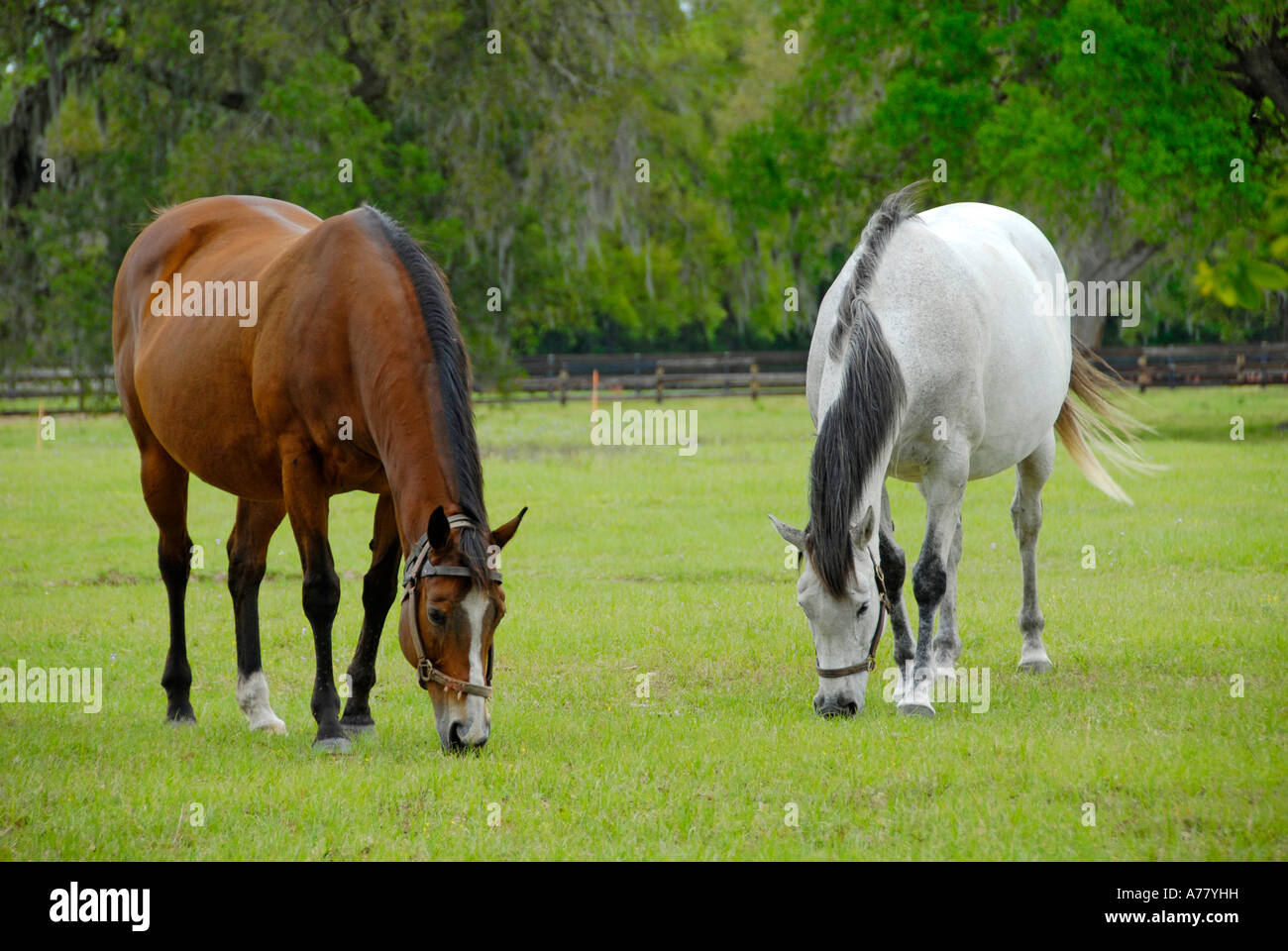 Horse farm in ocala fl hi-res stock photography and images - Alamy