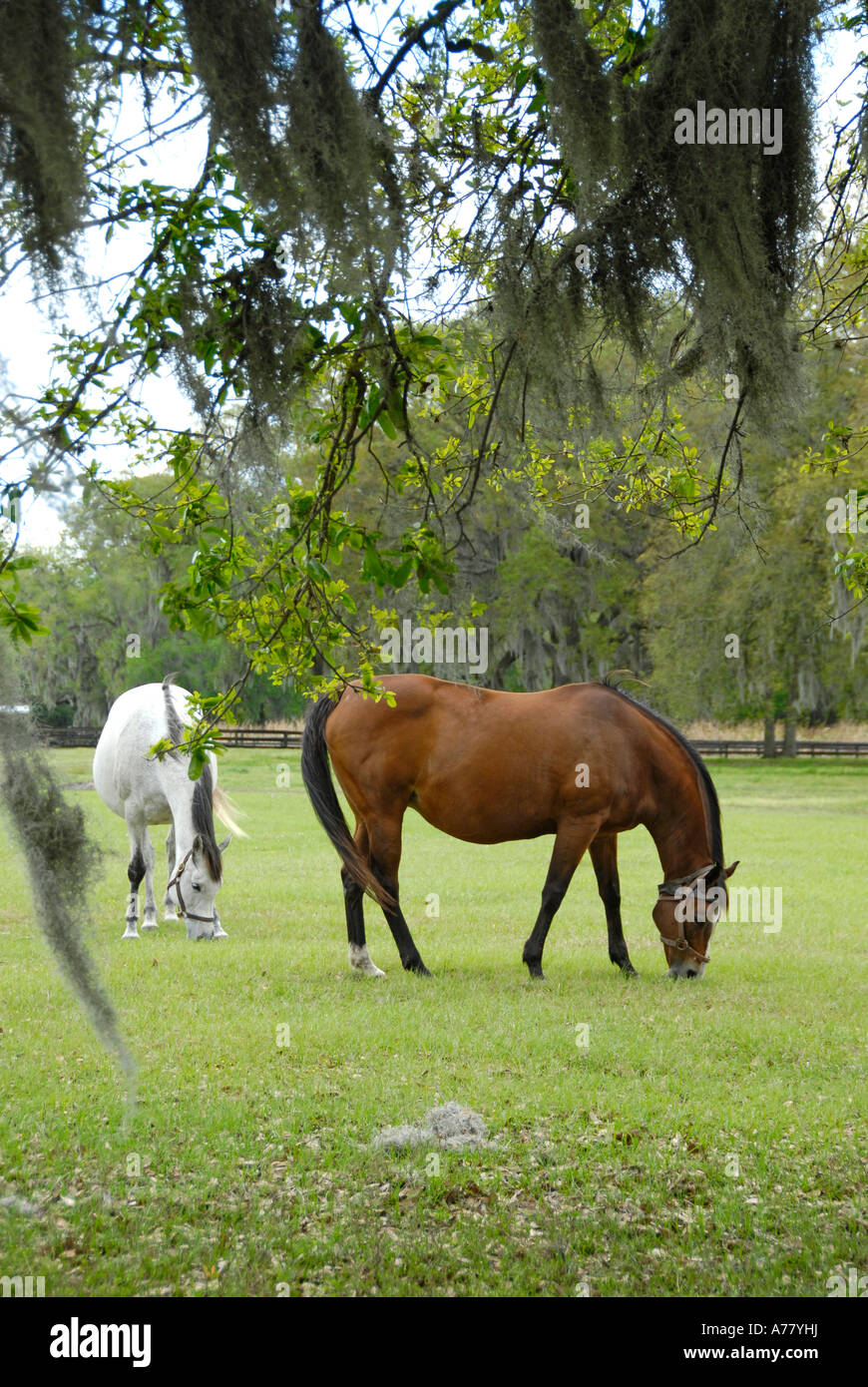 Ocala florida horse farm hi-res stock photography and images - Alamy