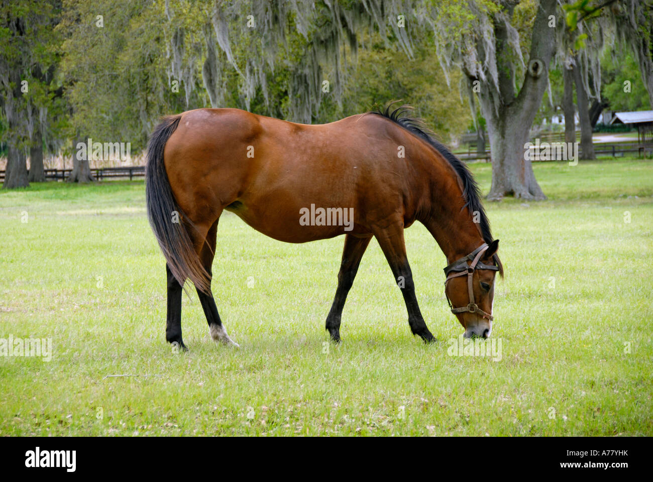 Horse farm in ocala fl hi-res stock photography and images - Alamy