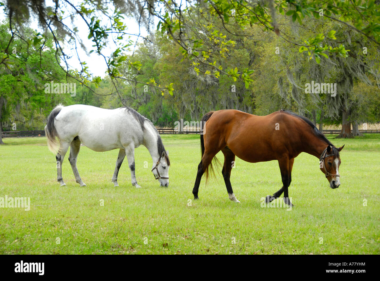Horse farm in ocala fl hi-res stock photography and images - Alamy