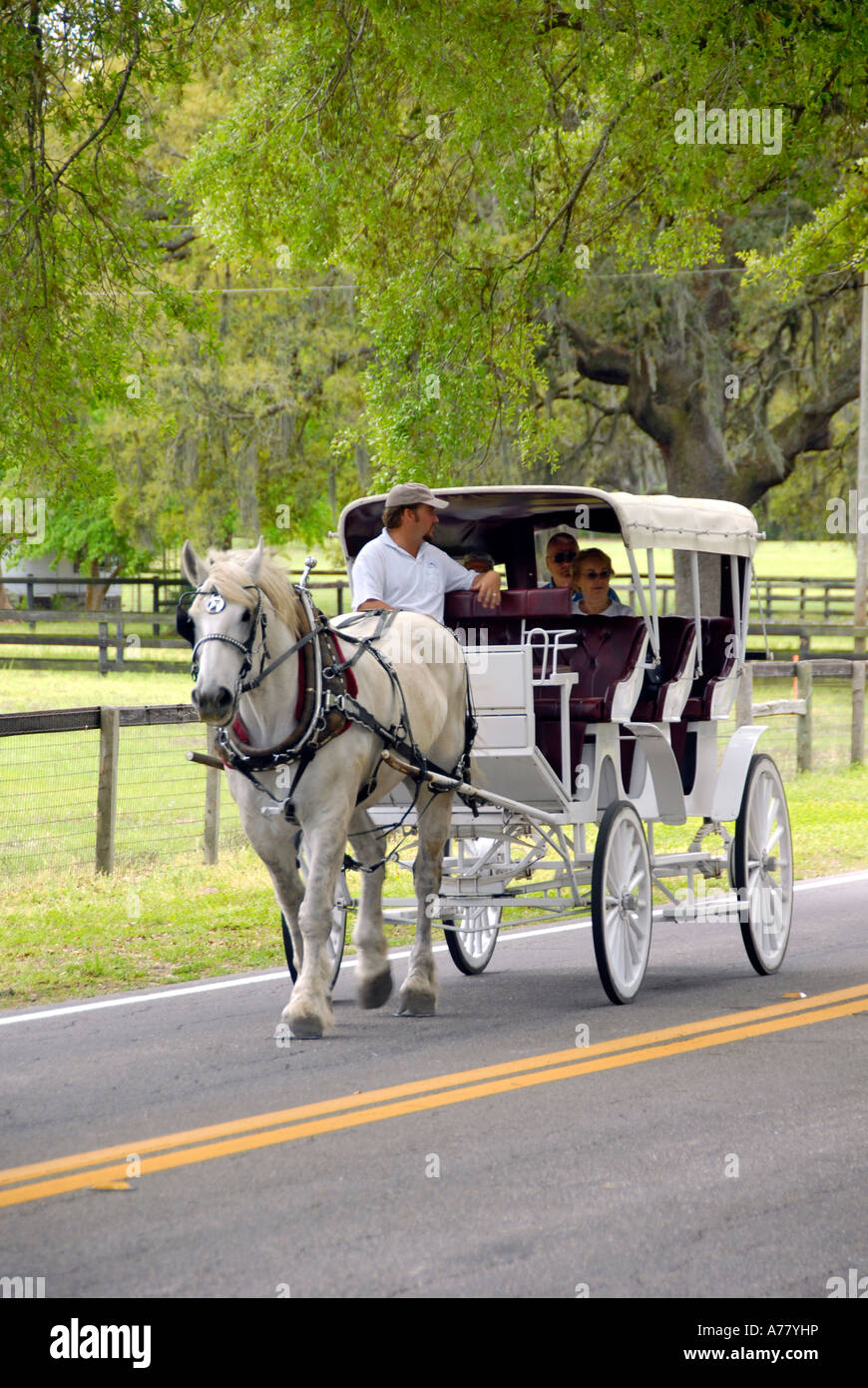 Tourist take horse and buggy ride in the horse farm district at Ocala ...