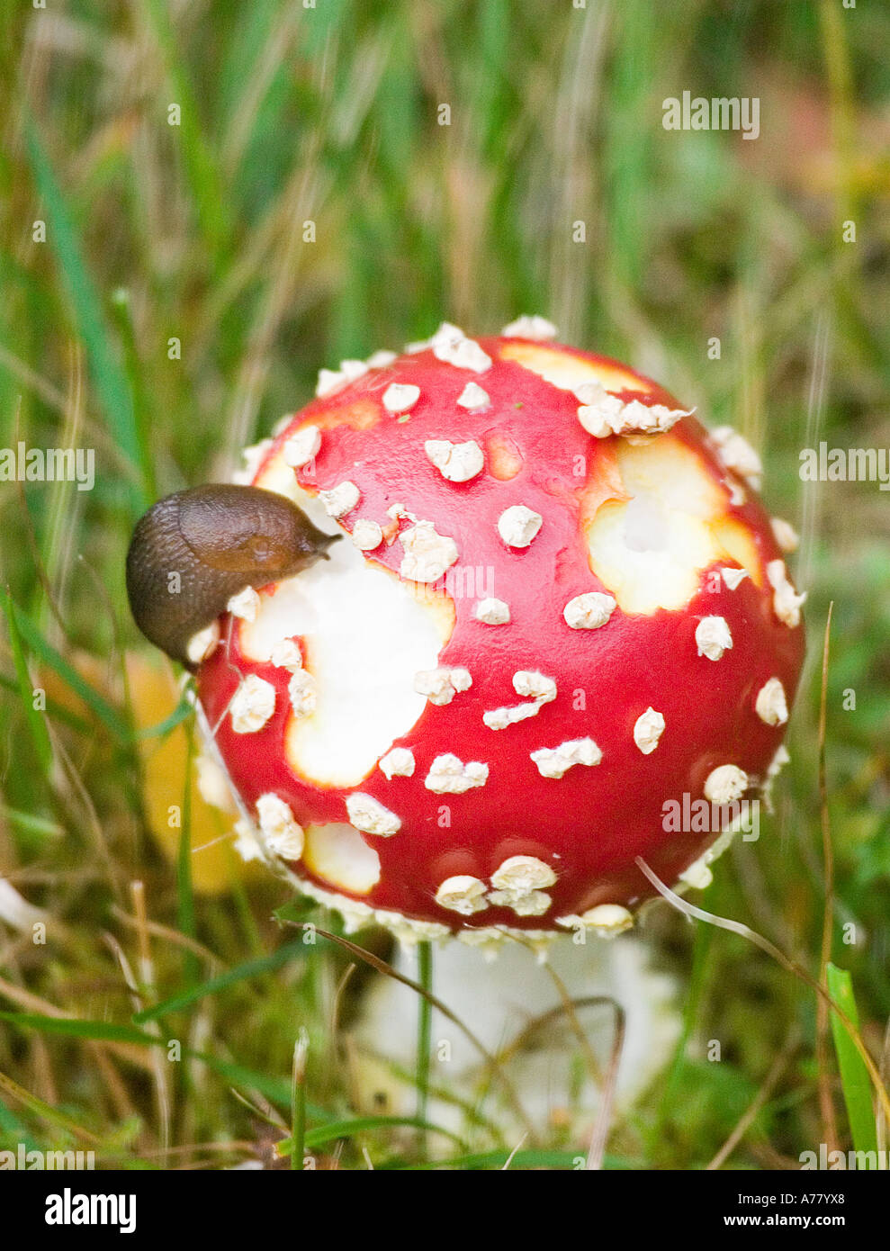 Slug mushrooms hi-res stock photography and images - Alamy