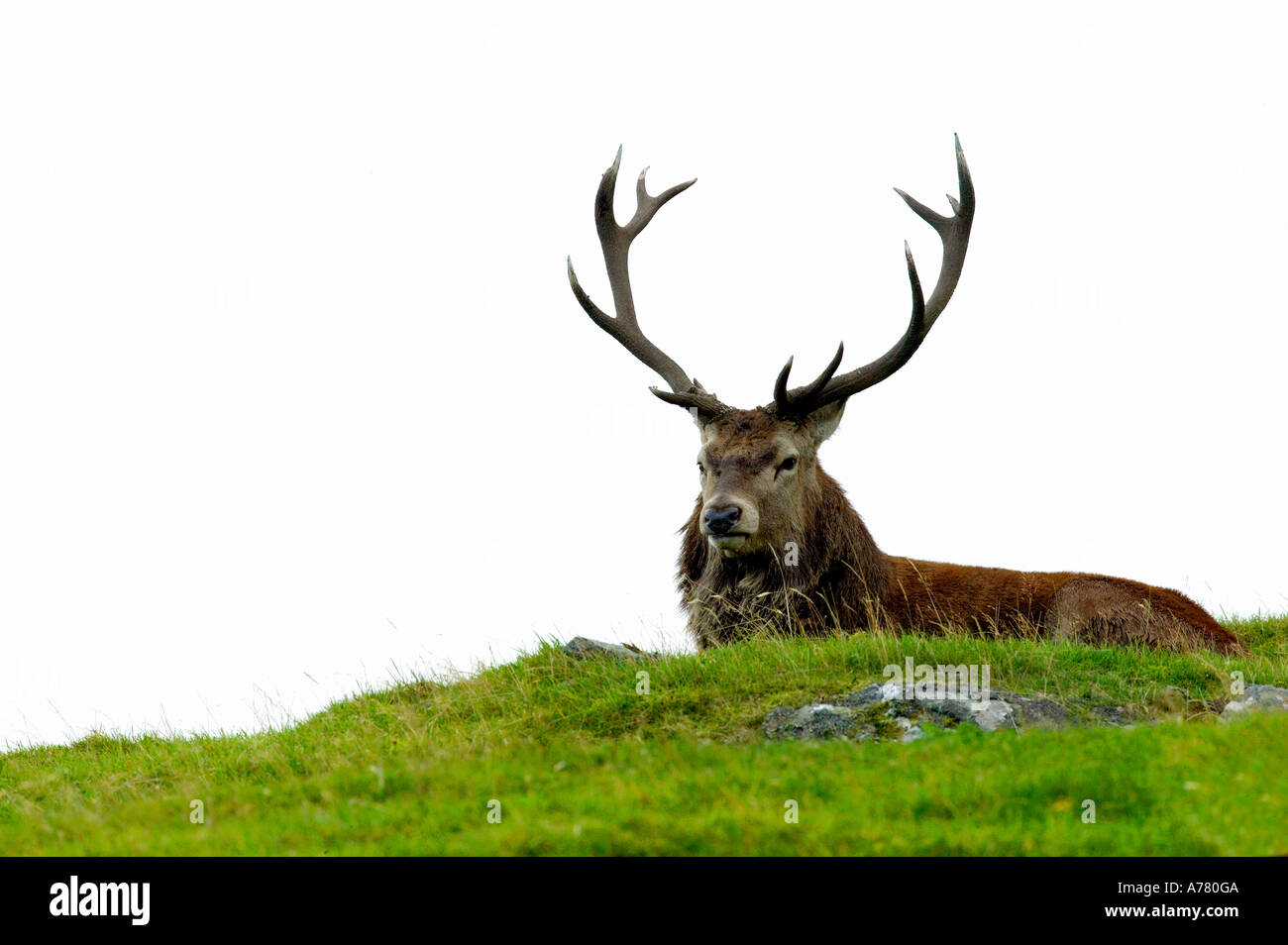 Highland Stag Head Stock Photo - Alamy