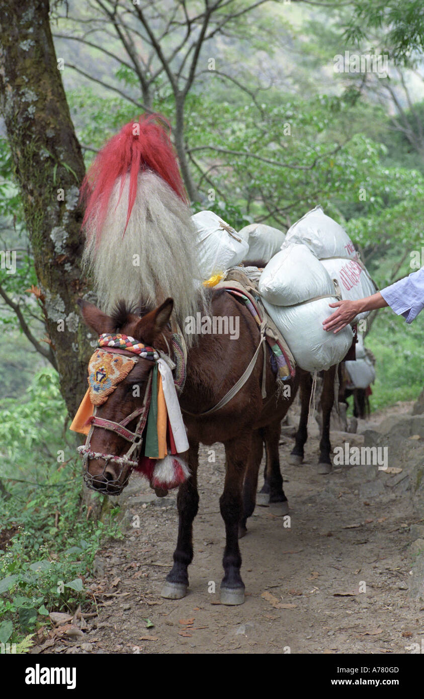 Decorated donkey carry heavy loads on narrow paths in Annapurna Circuit ...