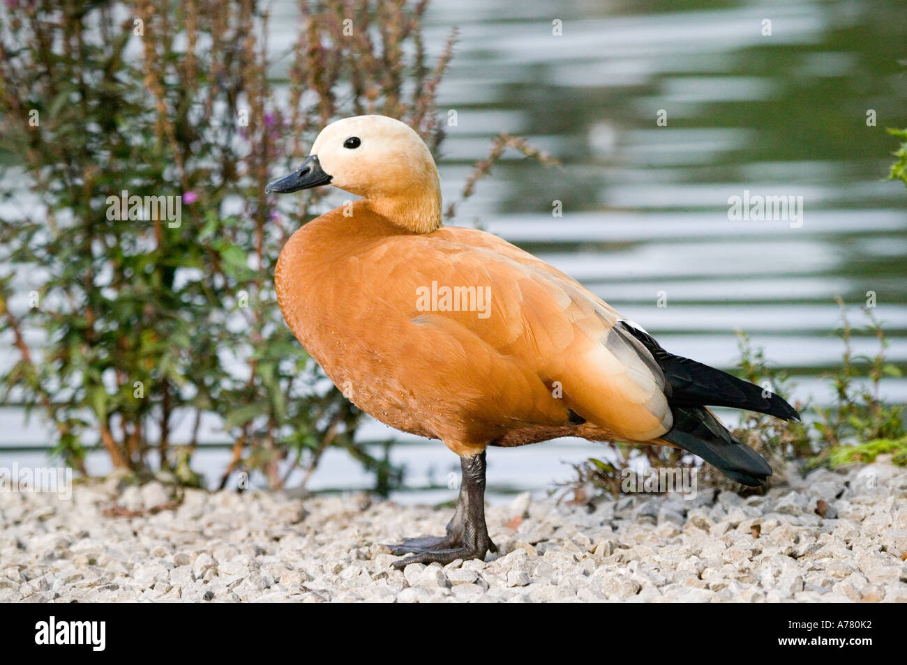 Brahminy ducks hi-res stock photography and images - Alamy