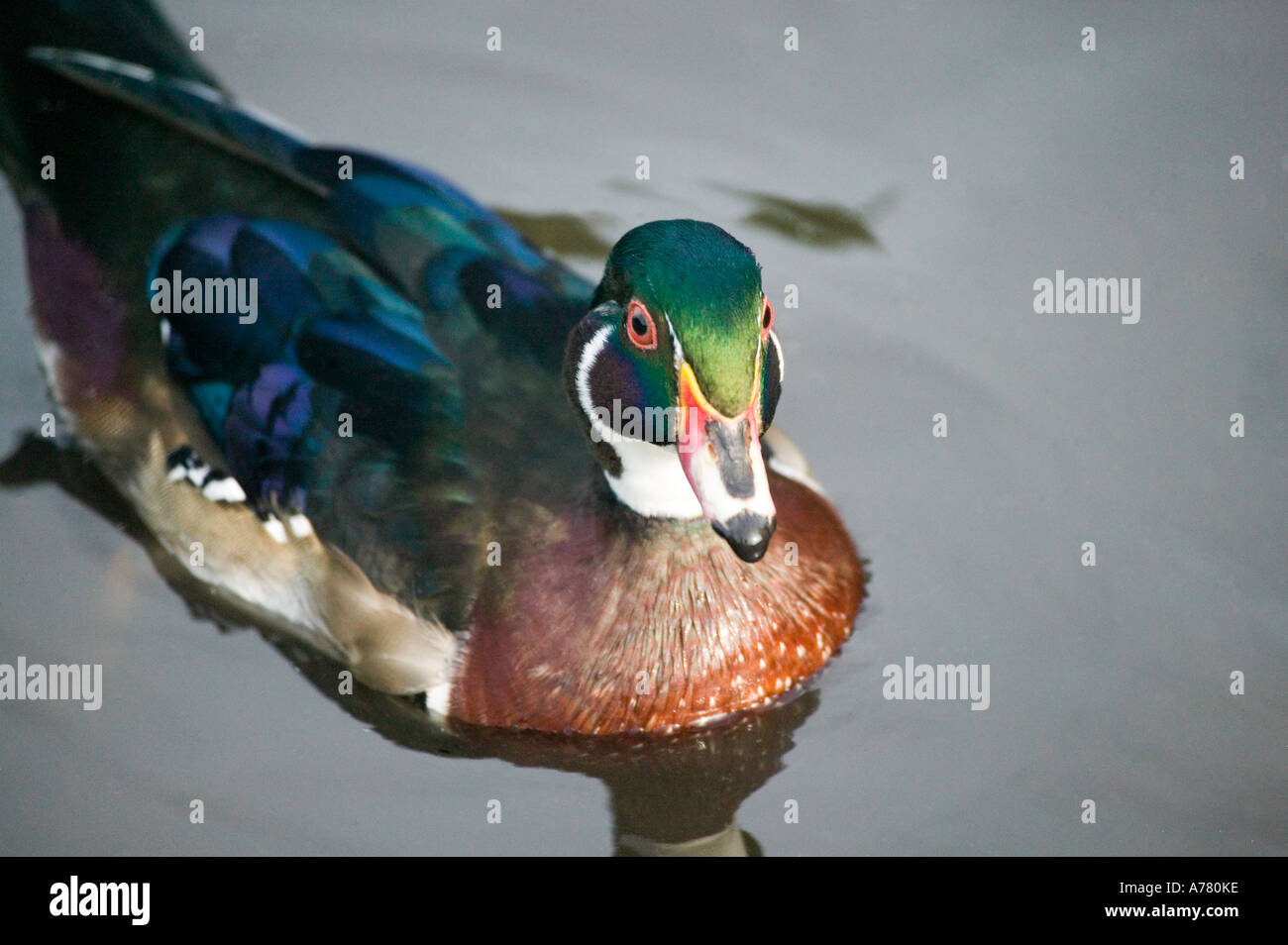 Wood Duck Aix sponsa aka carolina Stock Photo - Alamy