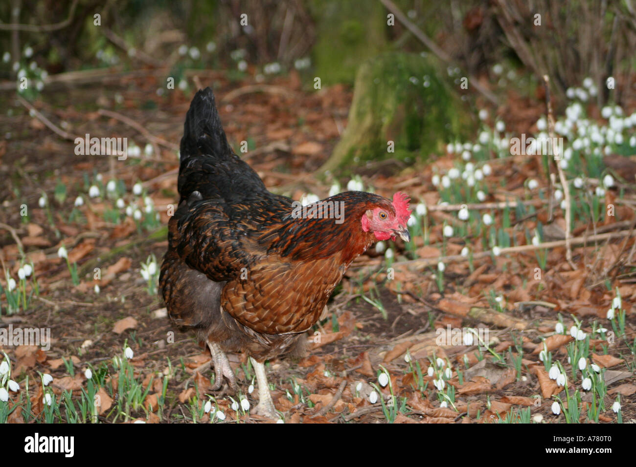 Scratching chicken hi-res stock photography and images - Alamy