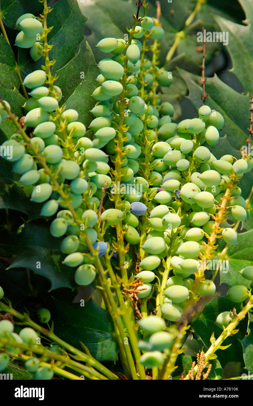 Small round green fruits of the Mahonia shrub (Mahonia aquifolium) in ...