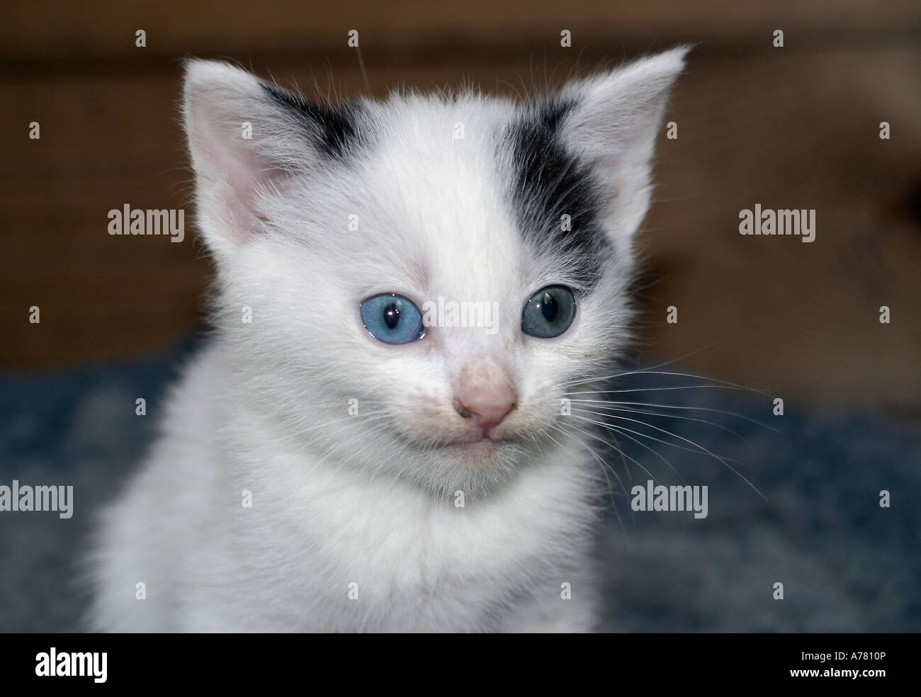 Odd eyed kitten's face covered with catfood after eating Stock Photo ...
