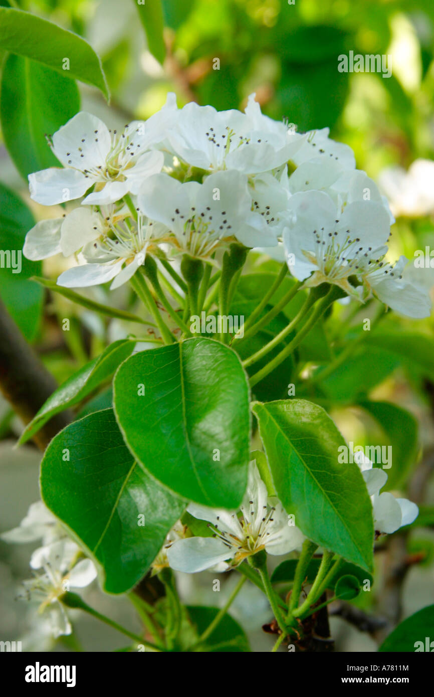 Pear (Pyrus) Blossom in bloom in Spring Stock Photo - Alamy