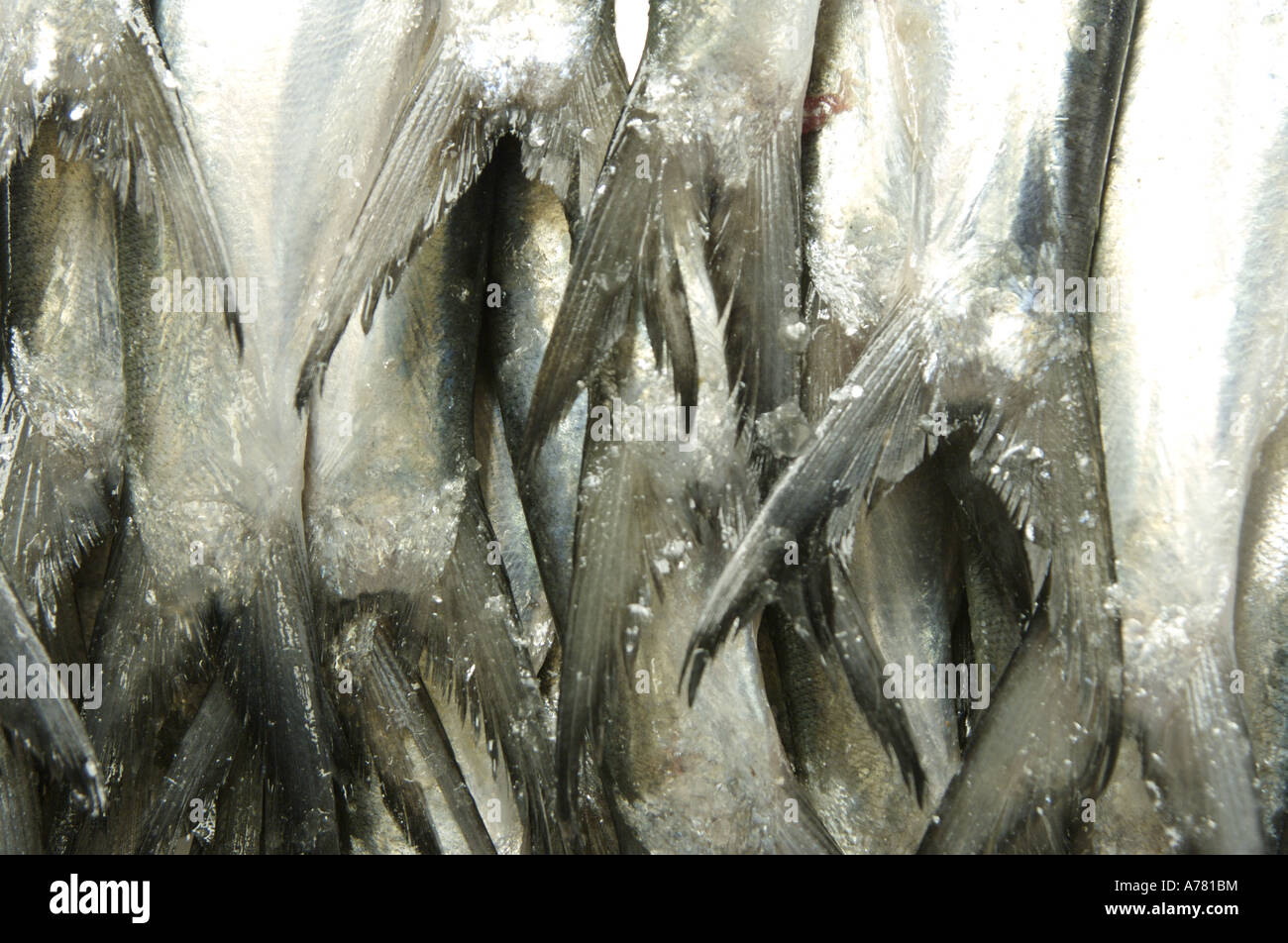 Fish tail hi-res stock photography and images - Alamy