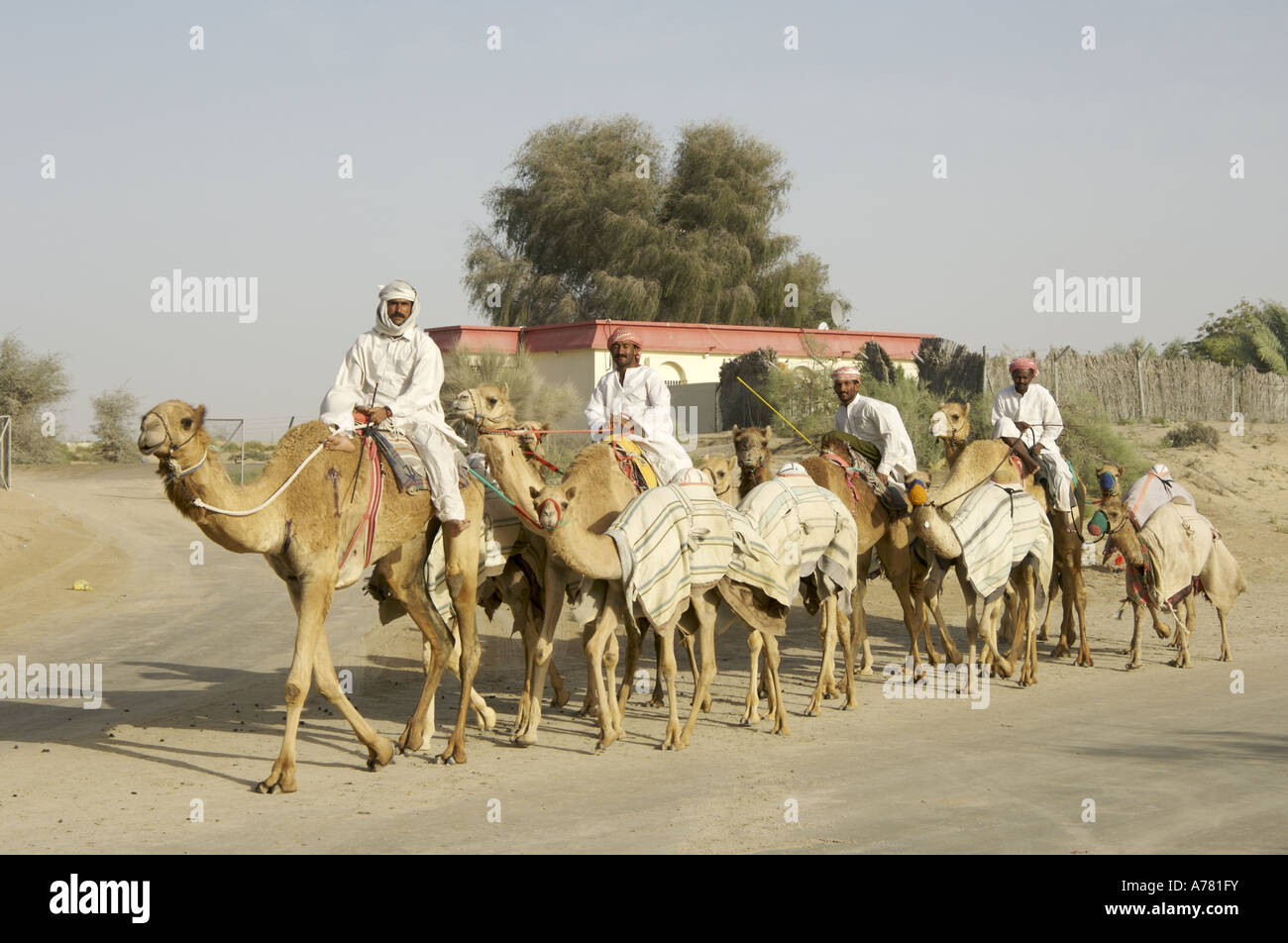 Camels from training hi-res stock photography and images - Alamy
