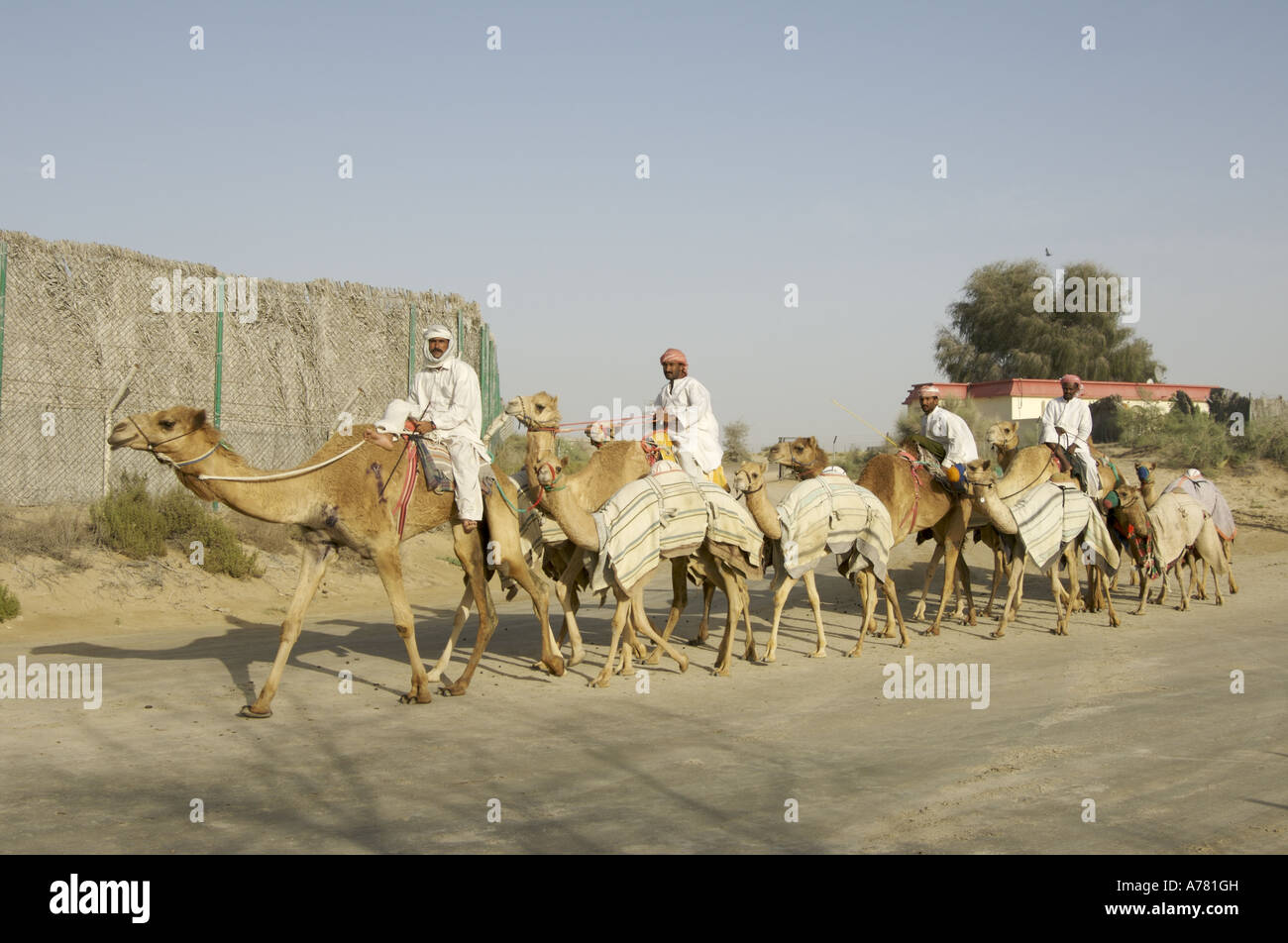 Camel stable hi-res stock photography and images - Alamy