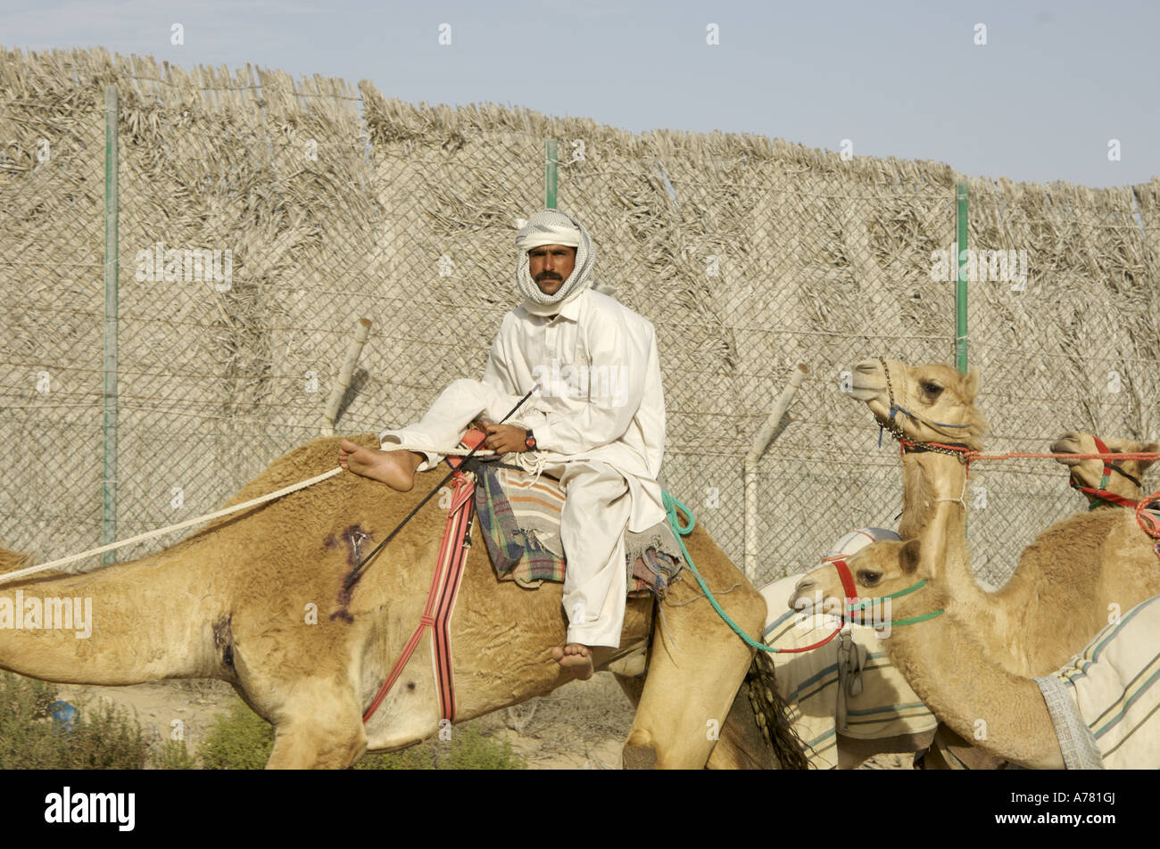 camels with rider on exercise from racing stable Stock Photo - Alamy