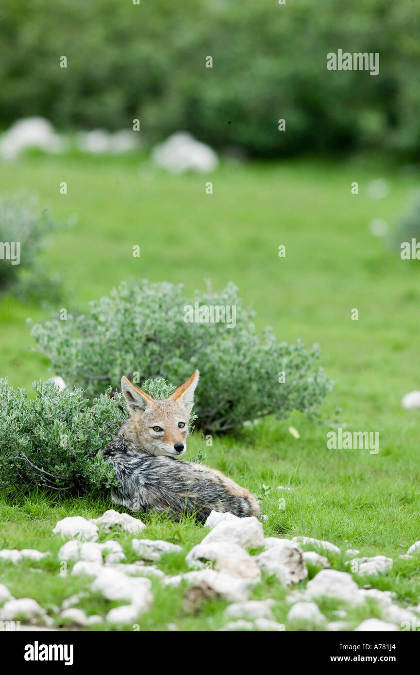 Black Backed Jackal Resting Canis mesomelas Stock Photo - Alamy