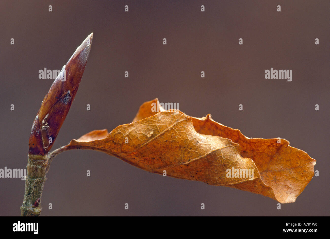 Fagus sylvatica leaf bud hi-res stock photography and images - Alamy