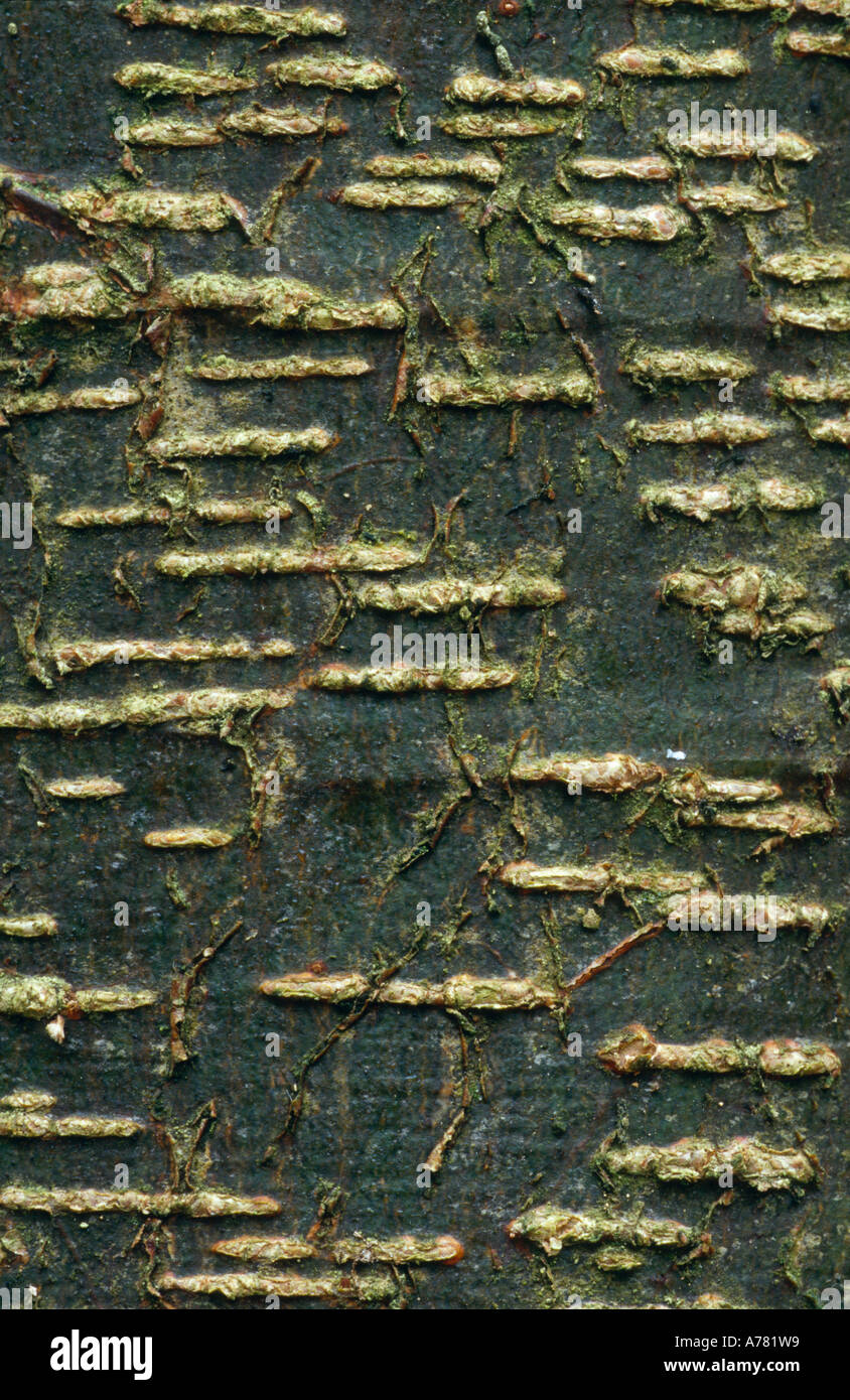 Backdrop of light and dark bark hi-res stock photography and images - Alamy