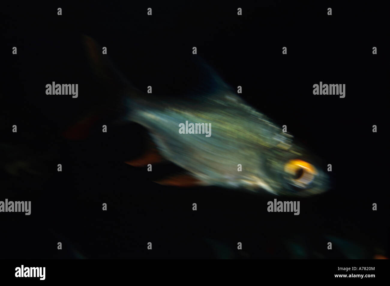 fish in motion Stock Photo - Alamy