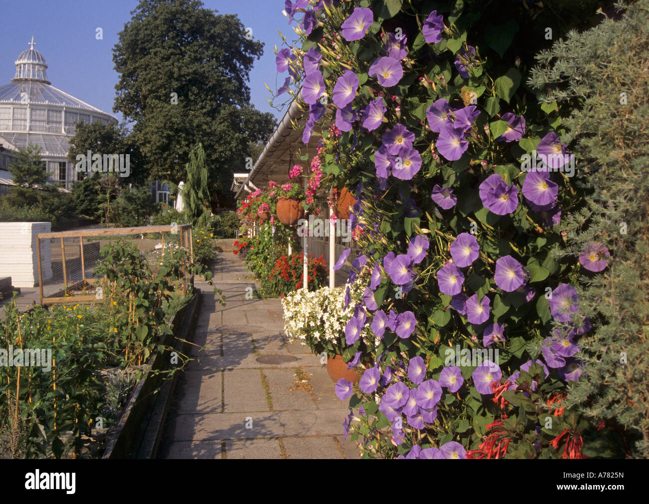 botanical gardens in Copenhagen Denmark Stock Photo - Alamy