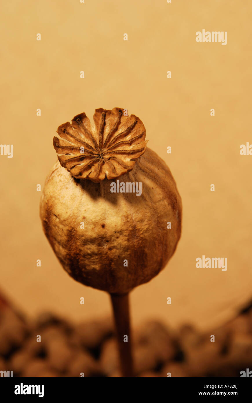 DRIED POPPY SEED HEAD Stock Photo - Alamy