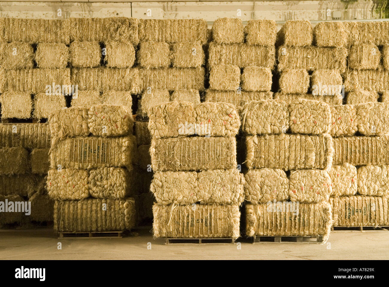 Kenaf plant hi-res stock photography and images - Alamy