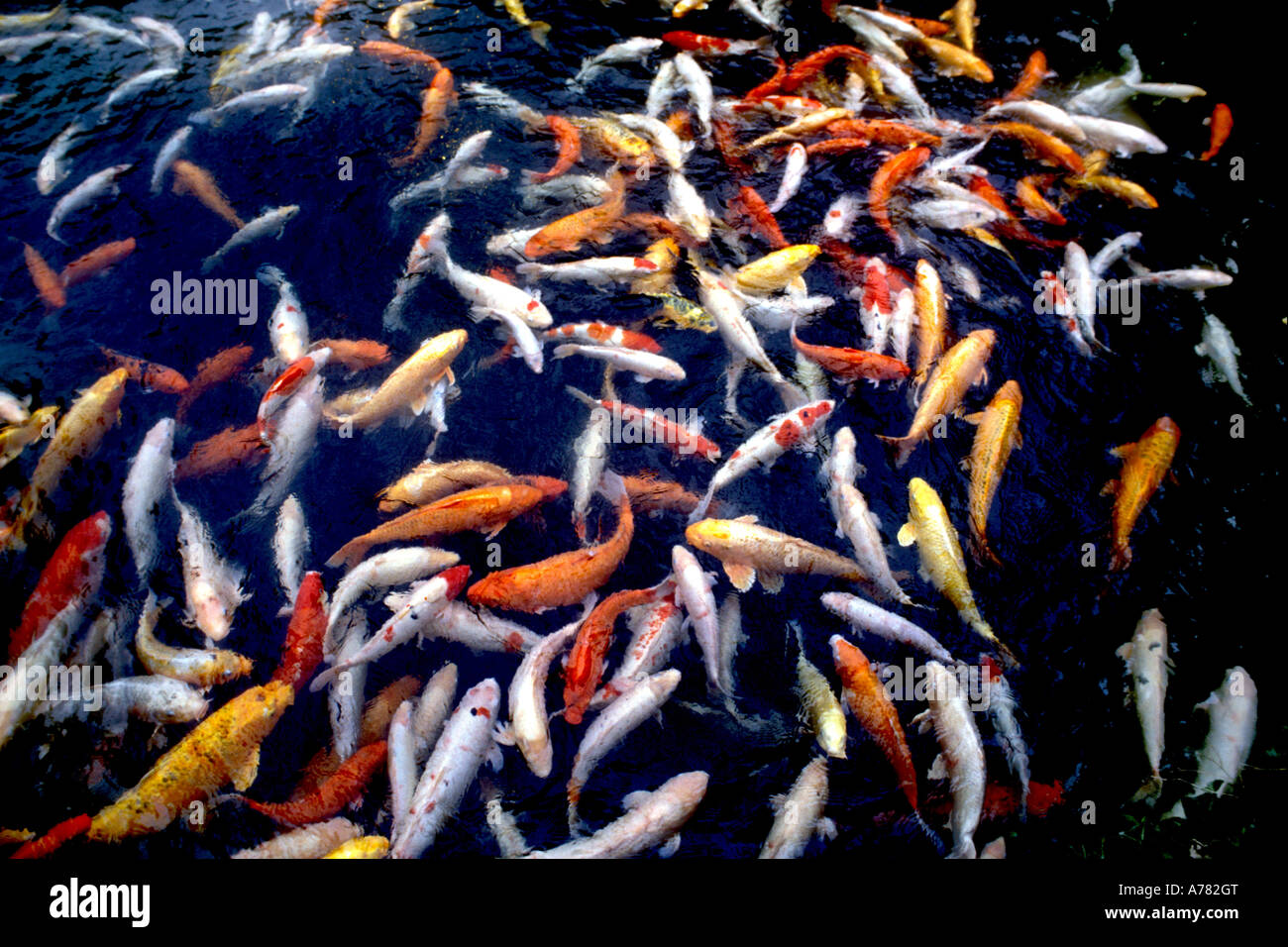 pond garden carp fish koi Kamenoi Beso Ryokan Yufuin Kyushu island ...