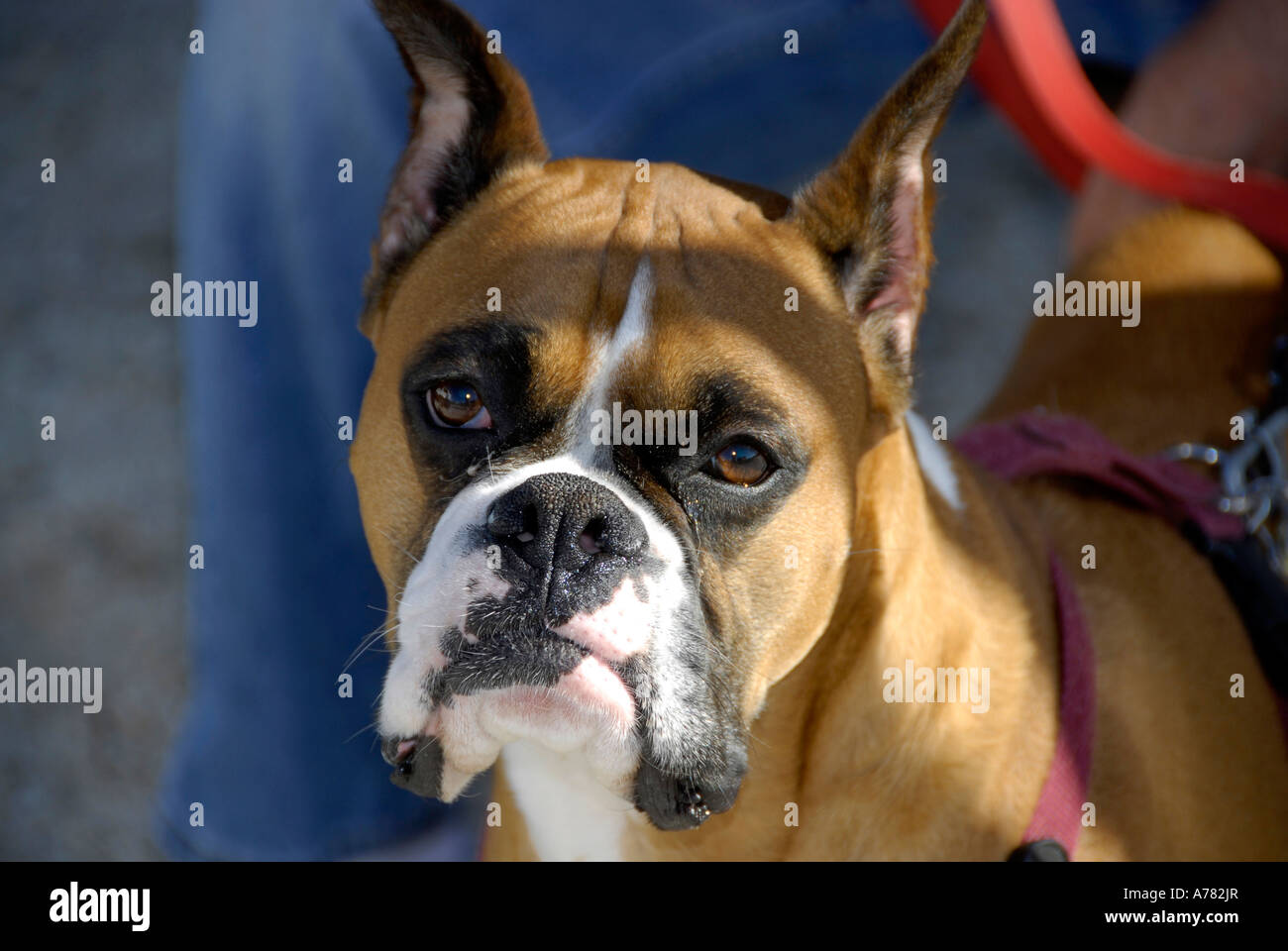 Pet boxer dog Stock Photo - Alamy