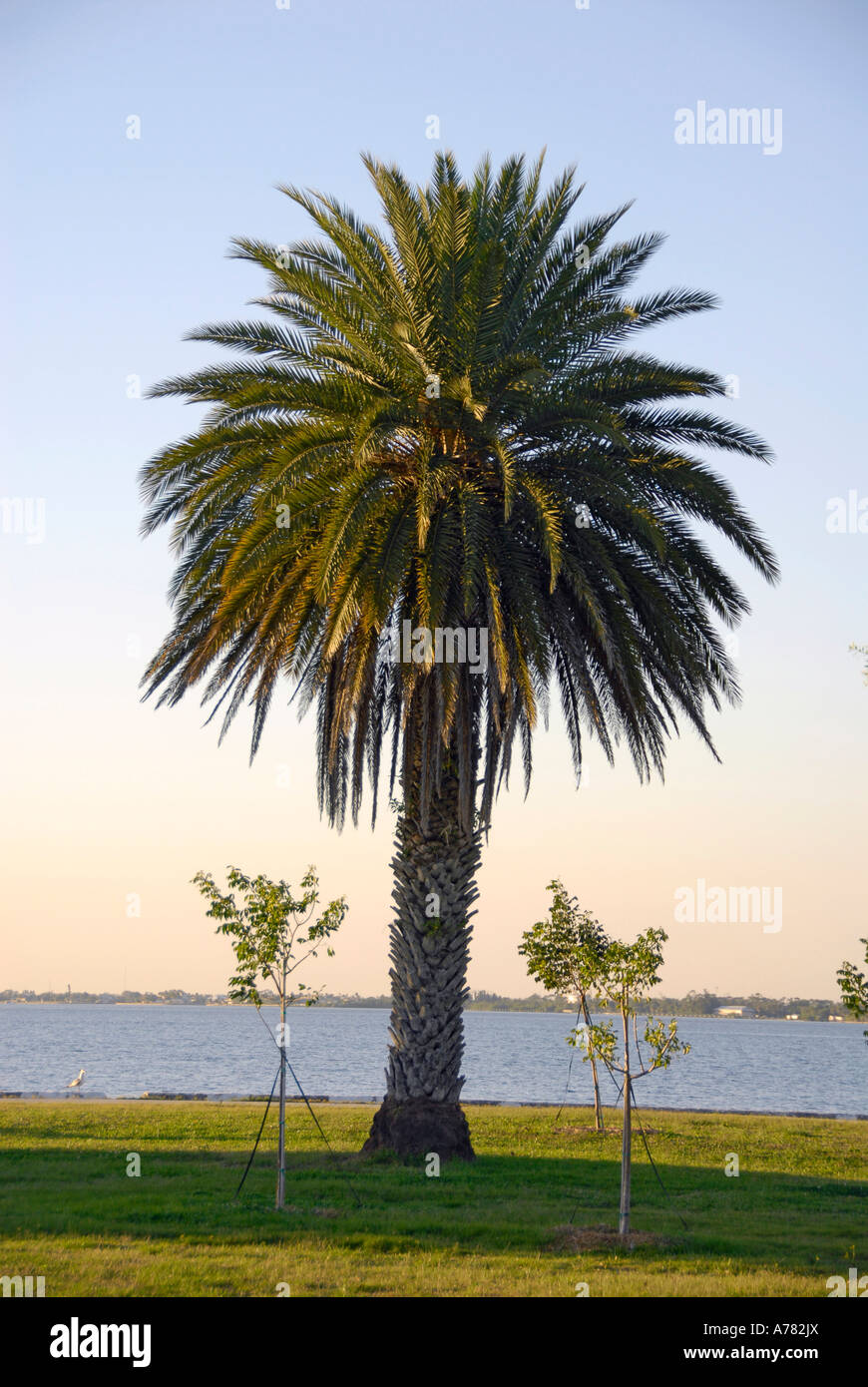 Royal Palm tree in the Gilchrist city park in Punta Gorda Florida FL ...