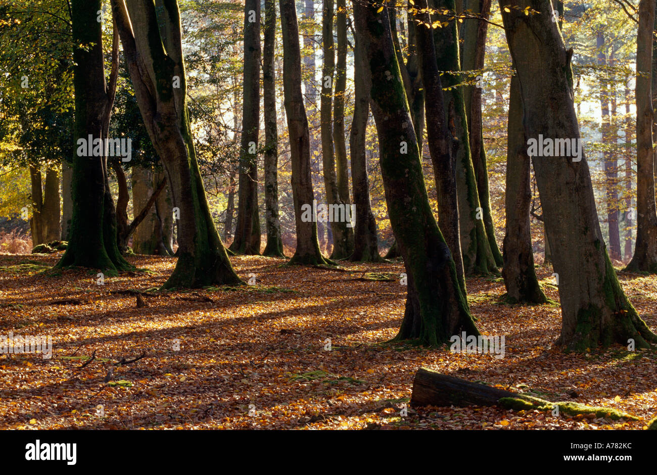 Mark Ash Wood Stock Photos & Mark Ash Wood Stock Images - Alamy