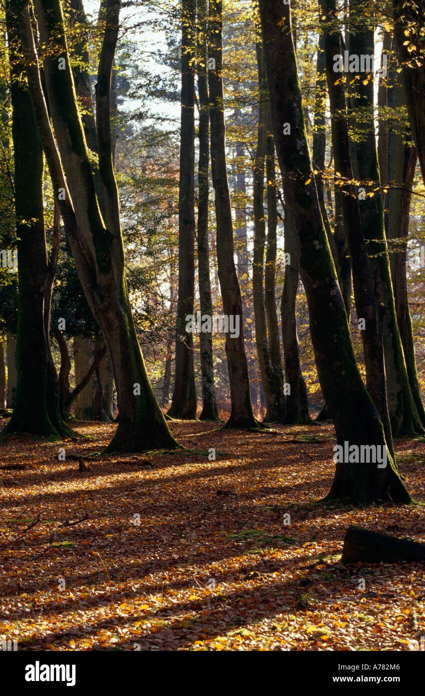 Mark Ash Wood Stock Photos & Mark Ash Wood Stock Images - Alamy