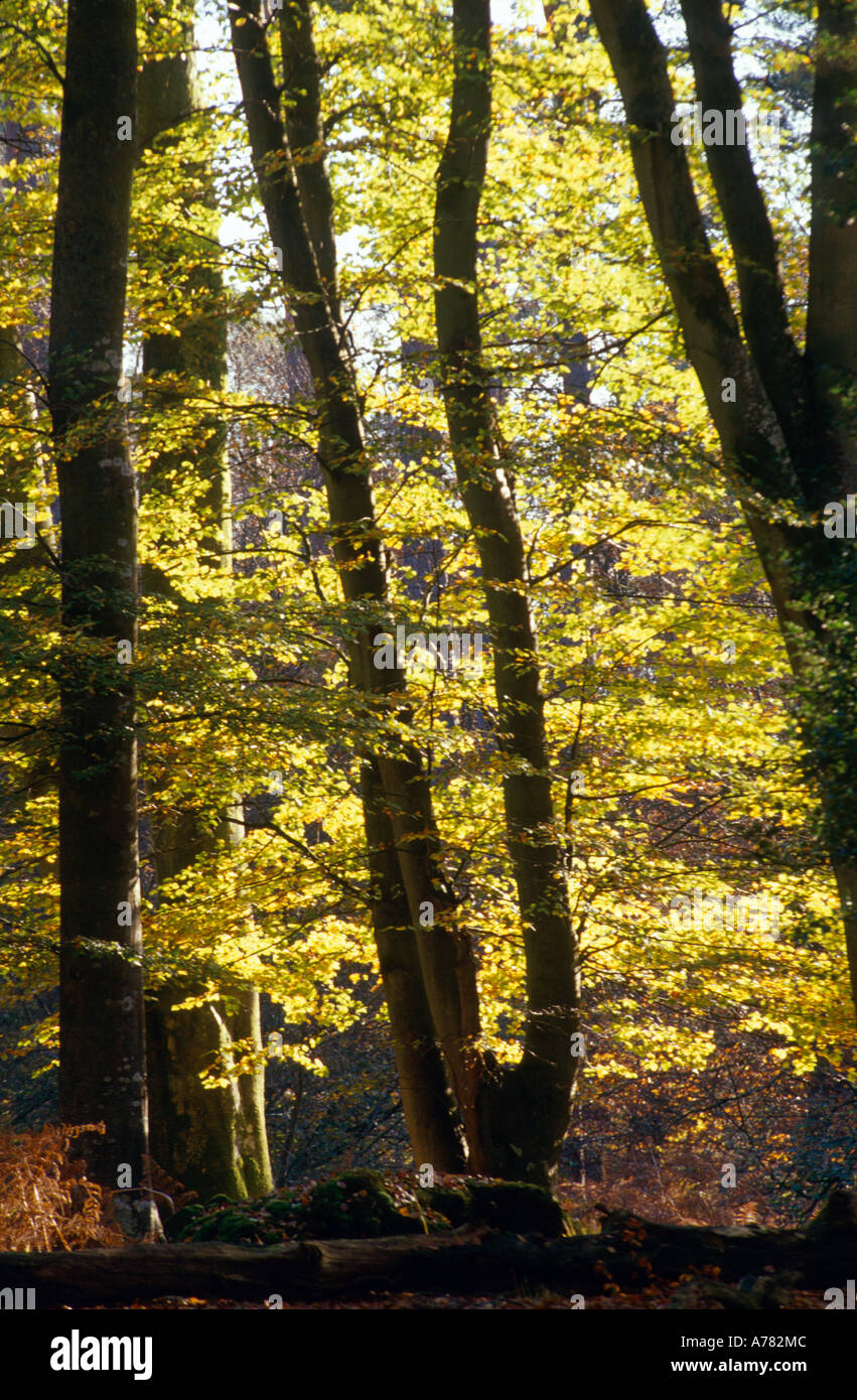 Beech leaves mark ash wood hi-res stock photography and images - Alamy