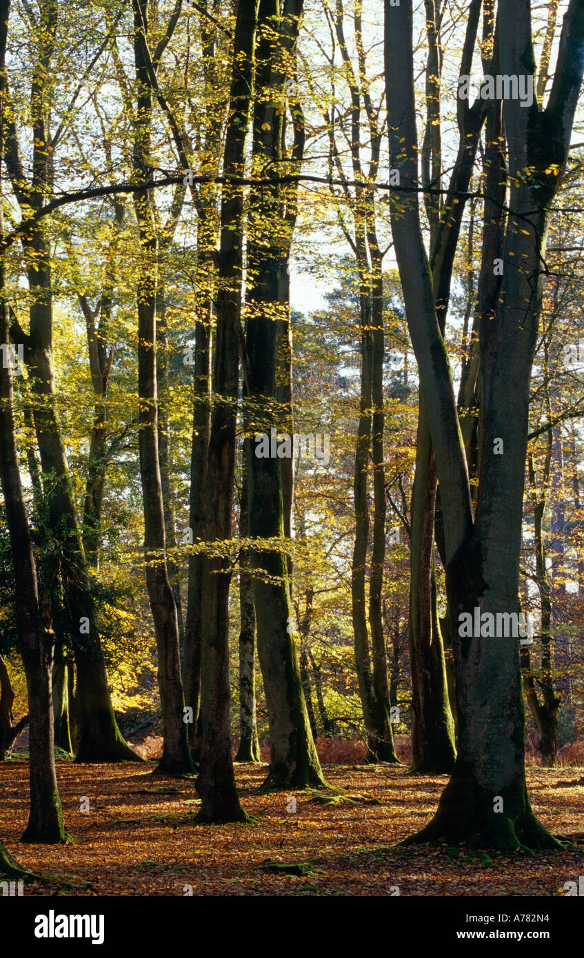 Mark Ash Wood Stock Photos & Mark Ash Wood Stock Images - Alamy