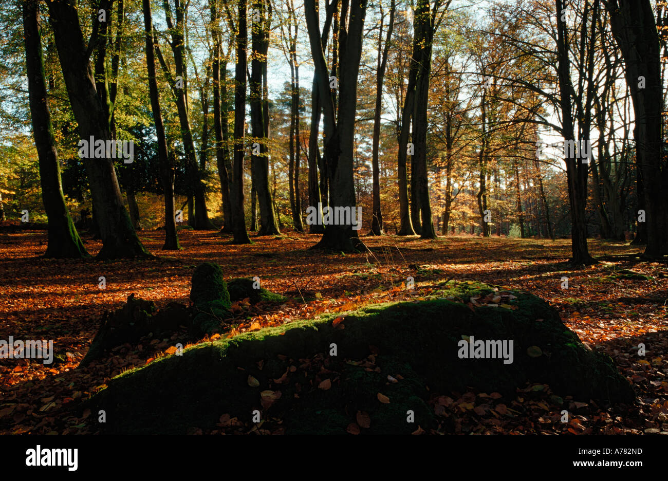 Beech leaves mark ash wood hi-res stock photography and images - Alamy