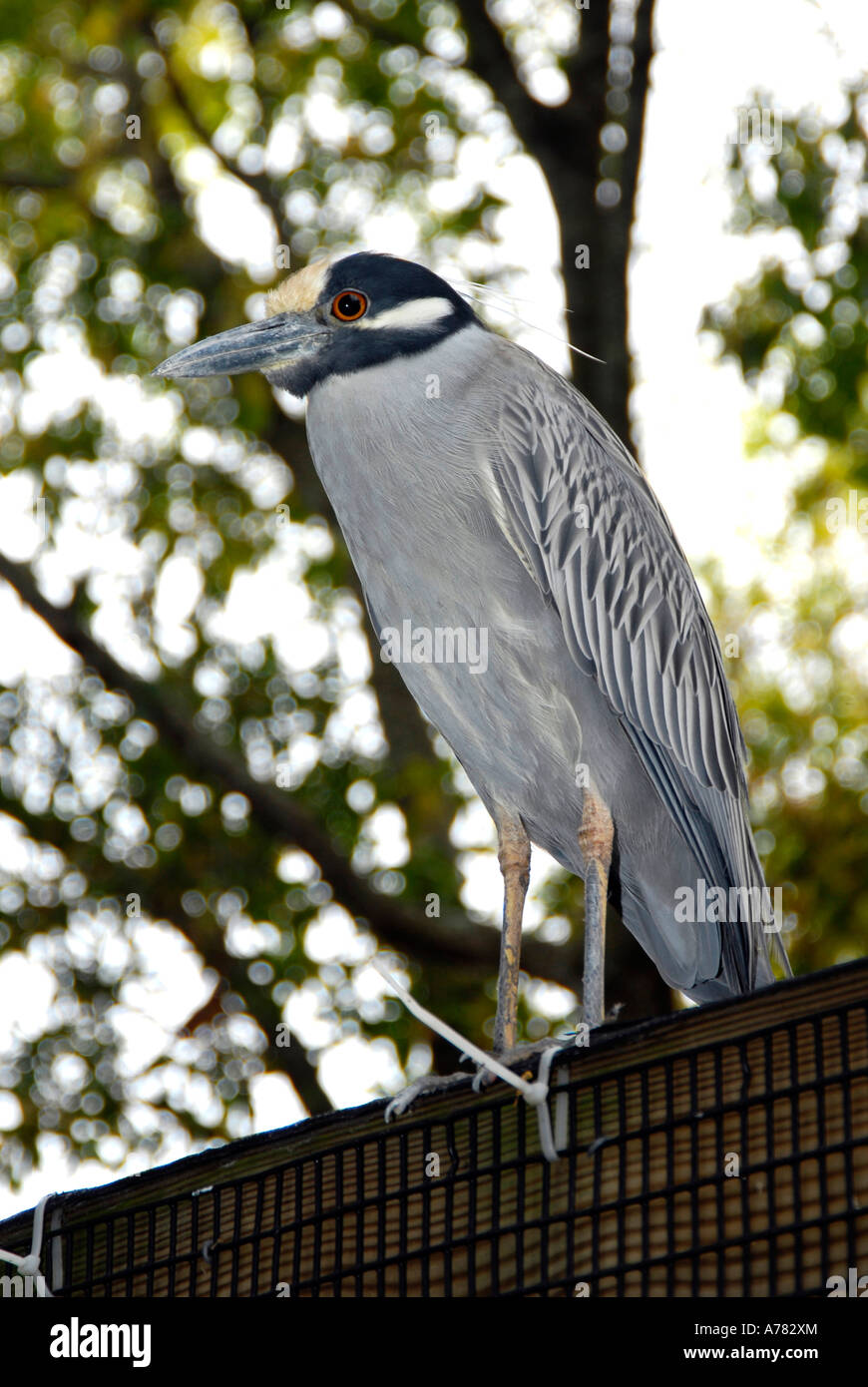 Peace river wildlife center hi-res stock photography and images - Alamy