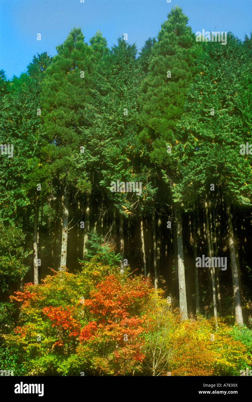 Kyushu maple hi-res stock photography and images - Alamy