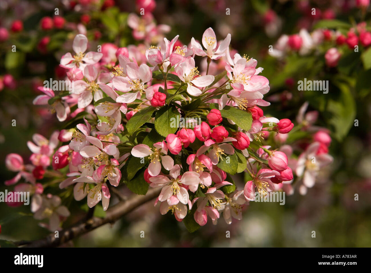 garden plants springtime Japanese Crab tree Malus floribunda in blossom ...